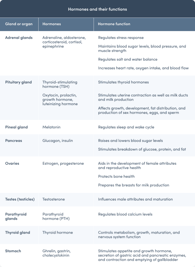 Hormones 101: What Are Hormones and How Do They Affect Us? – healthfactors