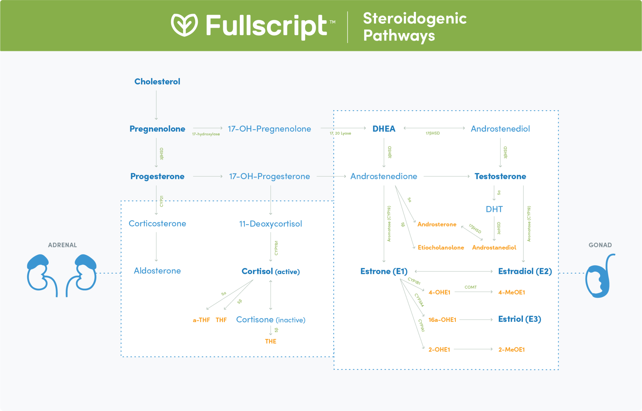 Steroidogenic Pathways – healthfactors